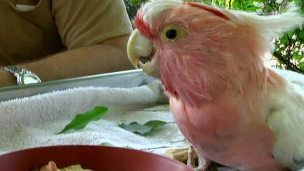 Oldest parrot store