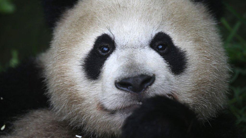 Scientists identify new species of ancient European panda - BBC Newsround