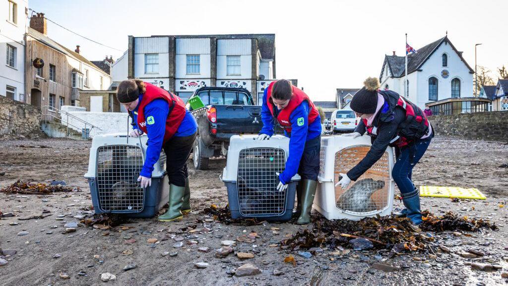 Cornwall raccoon and Devon seals make RSPCA's top 2025 rescues - BBC News