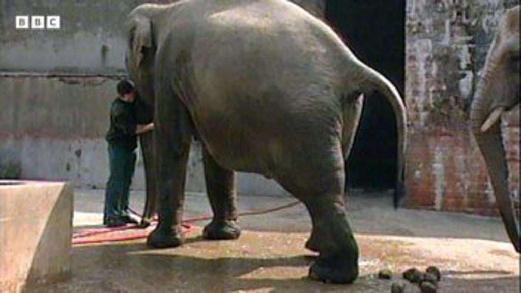 Elephant dung: Paignton Zoo sells unusual gift - BBC
