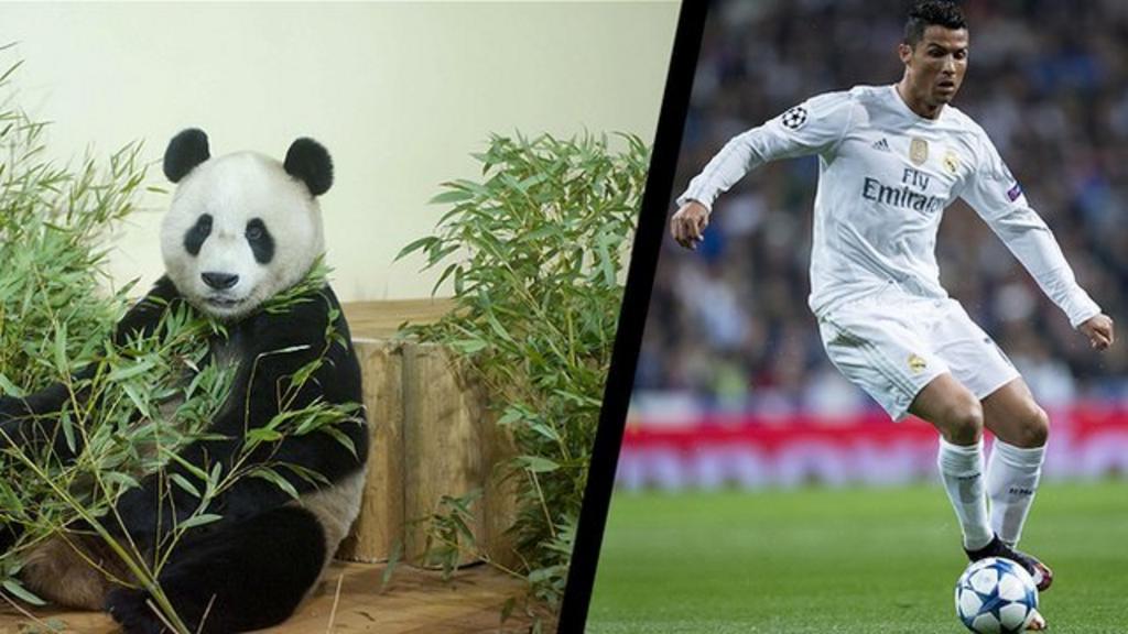 Giant panda in Scotland thinks he's the next Cristiano Ronaldo - BBC ...