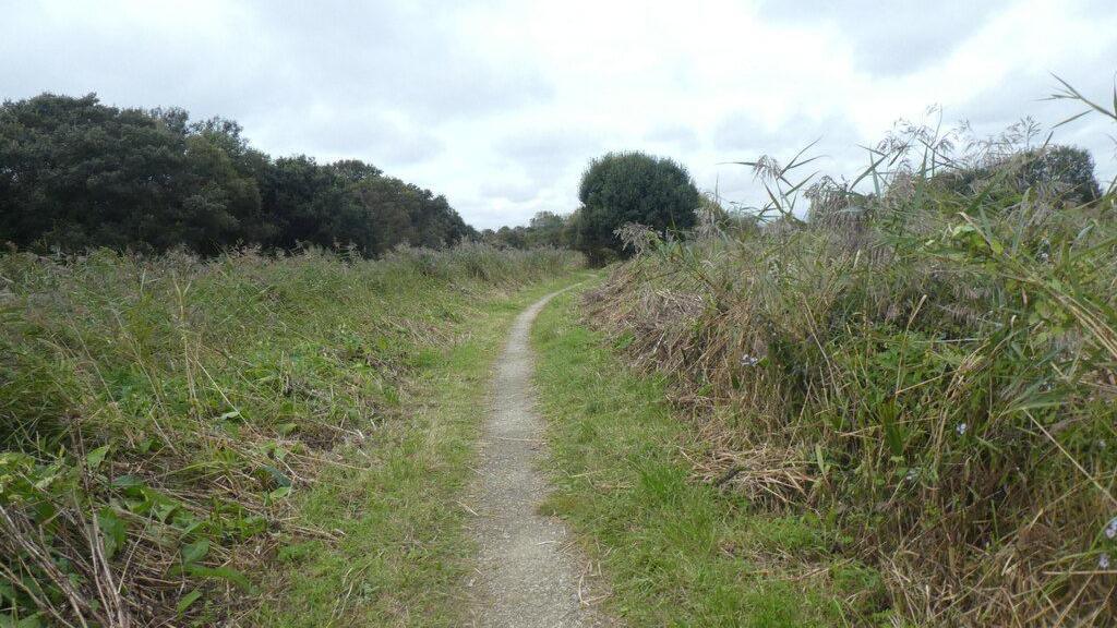 RSPB defends Radipole and Lodmoor nature reserve visitor cutbacks - BBC ...