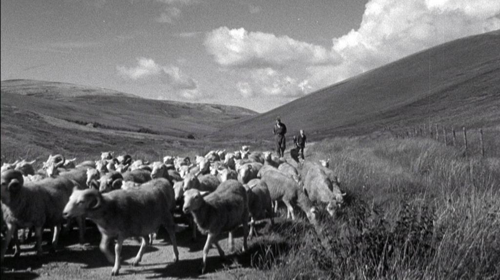 BBC Archive 1951: Bringing in the mountain sheep - BBC