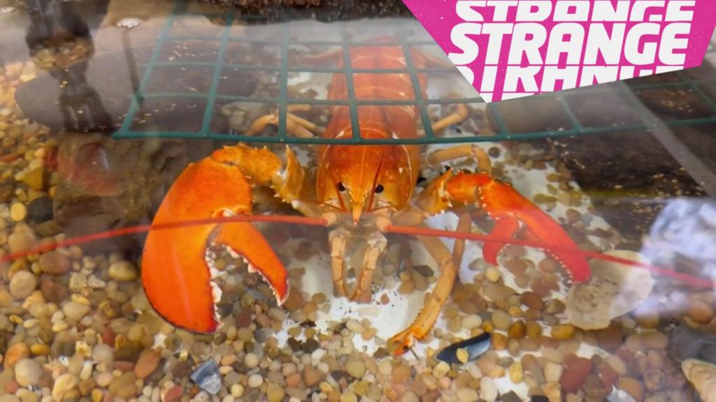 Strange News: the week's weirdest stories - BBC Newsround