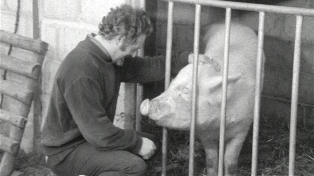 BBC Archive 1970: Pig-oletto - Nationwide - BBC