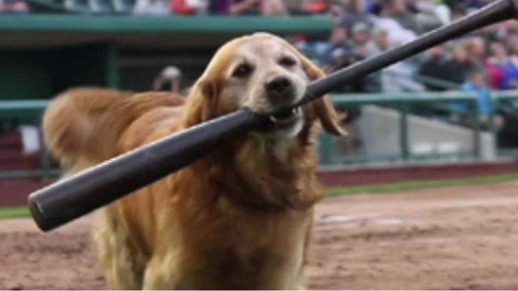 Baseball's hot dog! - BBC Newsround