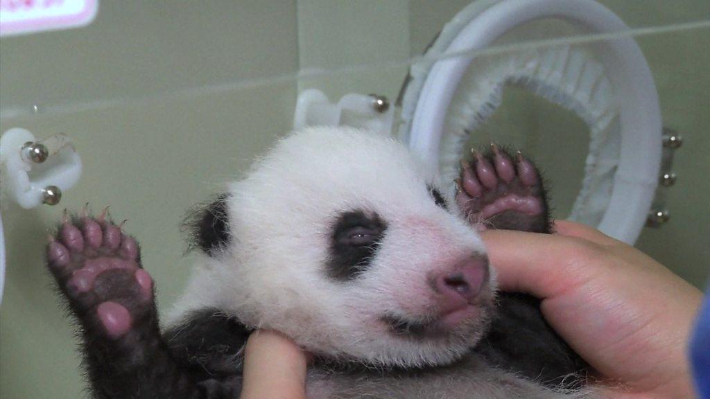 Watch this baby Panda open her eyes for the first time - BBC Newsround