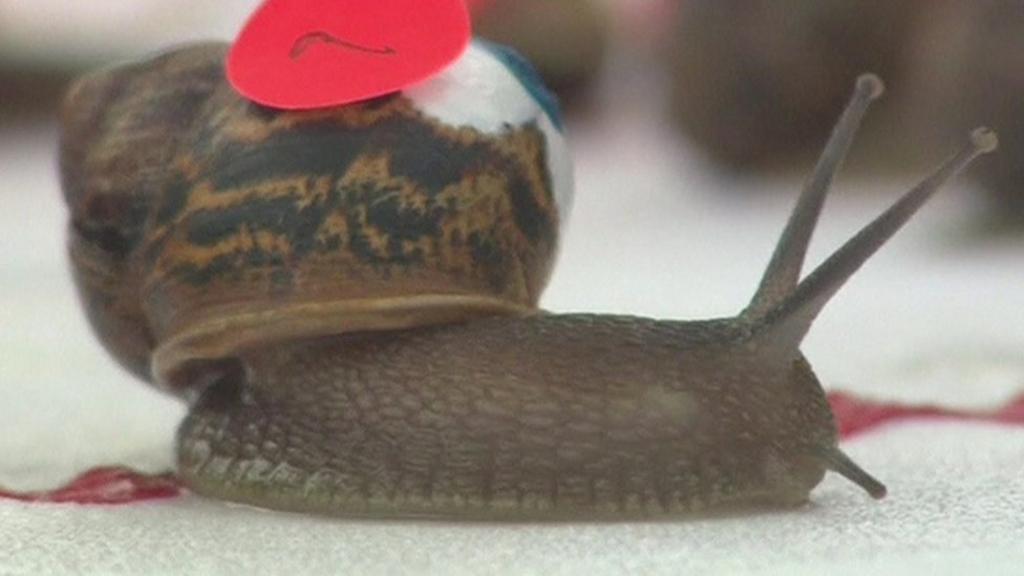 Snail Racing Championships - all the slips and slides. - BBC Newsround