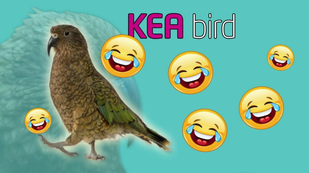 How the Kea bird is making everyone giggle - BBC Newsround