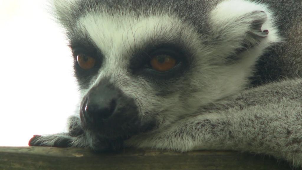 Could zoo poo be the key to fighting human infections? - BBC Newsround