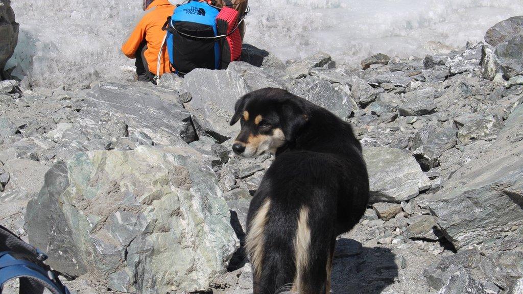 A stray dog has climbed a 24,000-foot mountain - BBC Newsround