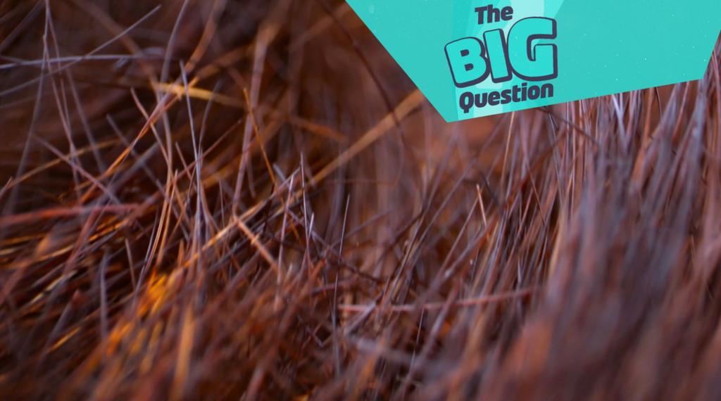 The Big Question: Why do we have hair on our bodies? - BBC Newsround