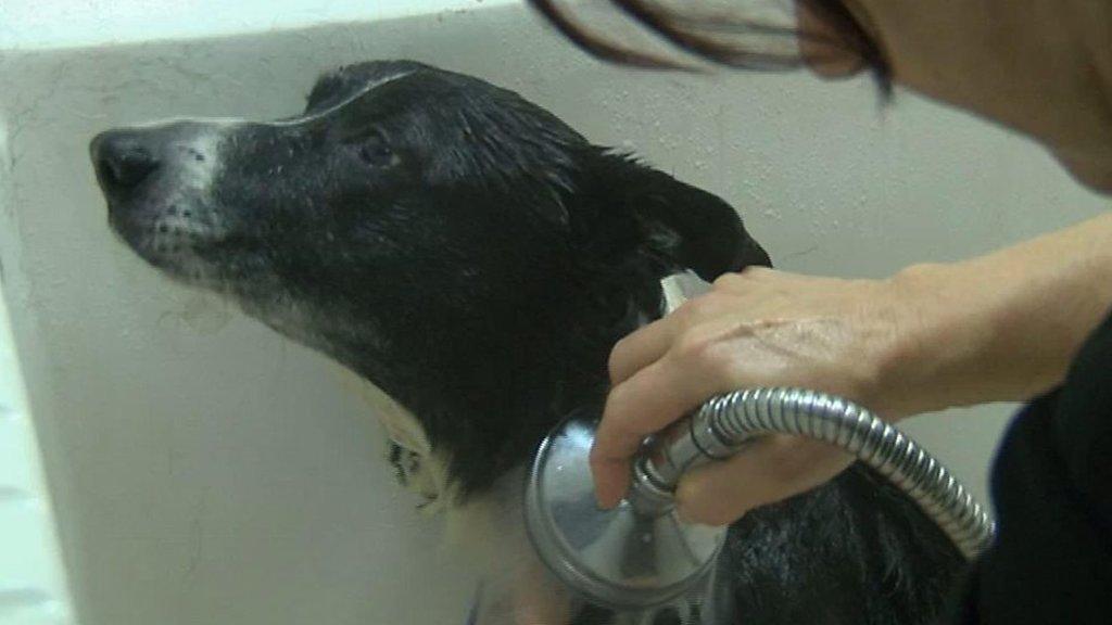 A woman is helping the homeless by washing their dogs for free - BBC ...