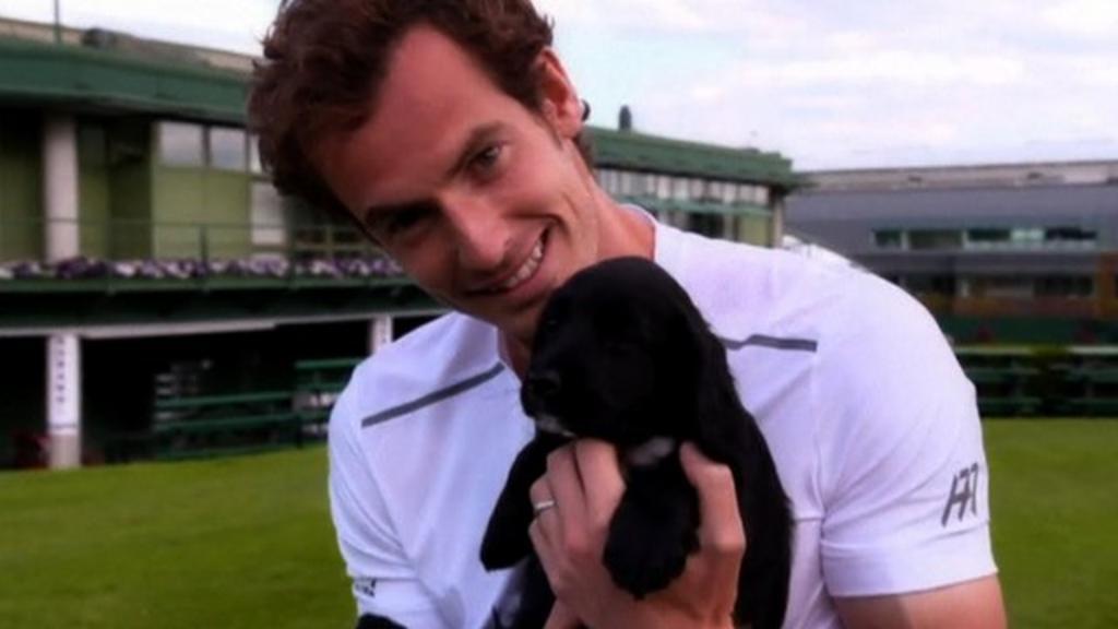 Wimbledon 2015: Andy Murray plays with police puppies - BBC Sport