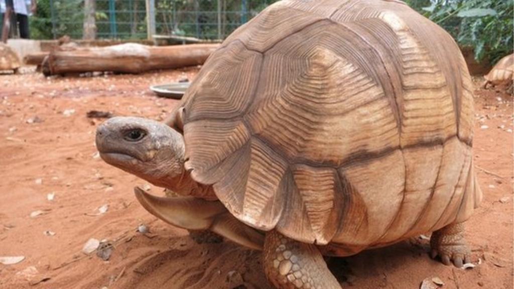 Rare tortoises have their shell engraved to survive - BBC Newsround