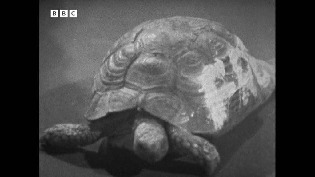 BBC Archive 1967: Fred the tortoise is really a girl! - BBC