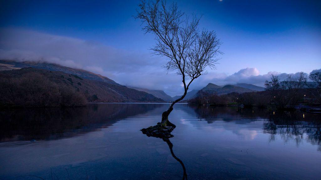 Instagram star Eryri's Lonely Tree could disappear in next decade - BBC ...