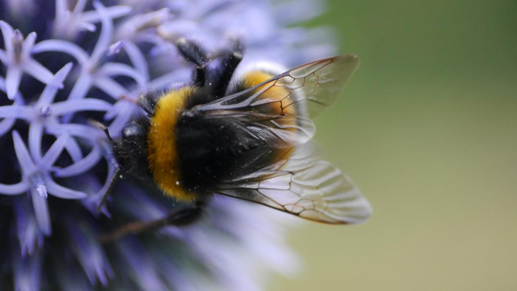 UK's favourite insect revealed - BBC Newsround