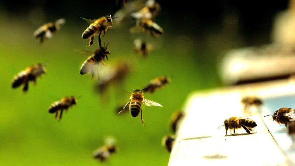 How the honeybee is so amazing at flying - BBC Newsround