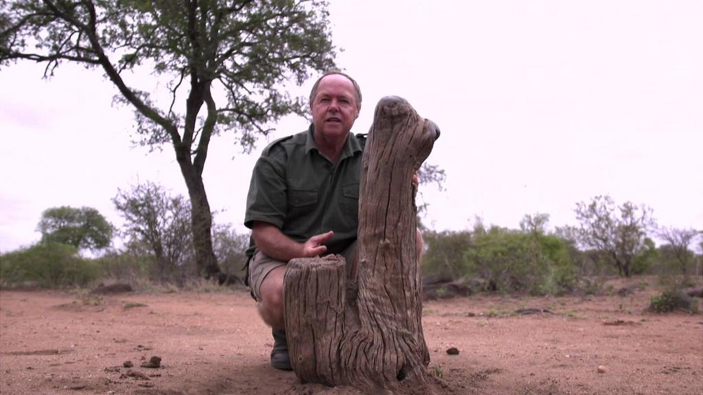 How a rhino gets rid of its ticks - BBC Newsround