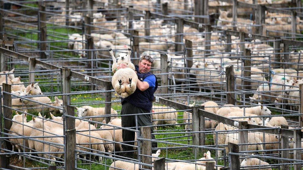 Dry conditions affect major annual sheep sale in Lairg - BBC News