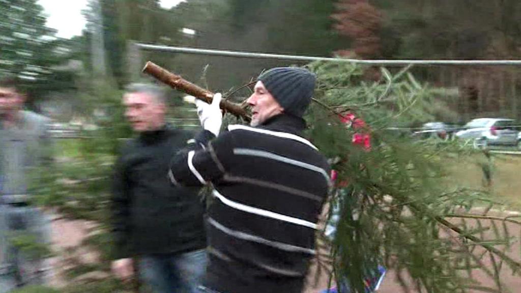 Annual Christmas tree throwing contest held in Germany - BBC Newsround