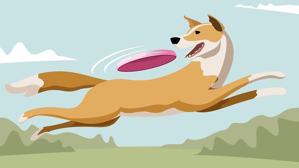 Frisbee dog: This is what can happen when you let a dog loose on a ...