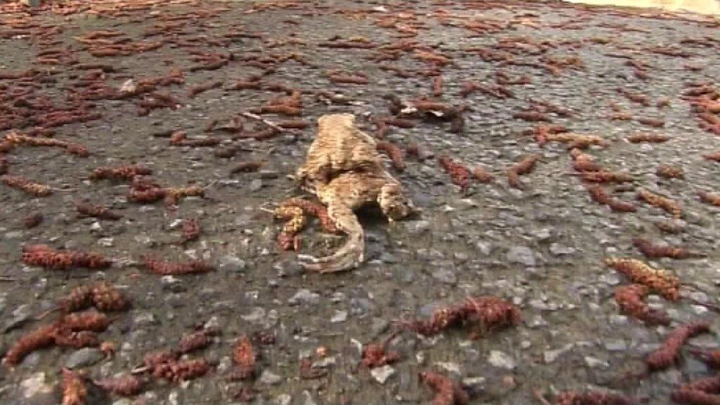Why did the toad cross the road? - BBC Newsround