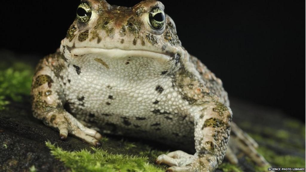 Scientists fear for endangered Natterjack toads - BBC Newsround