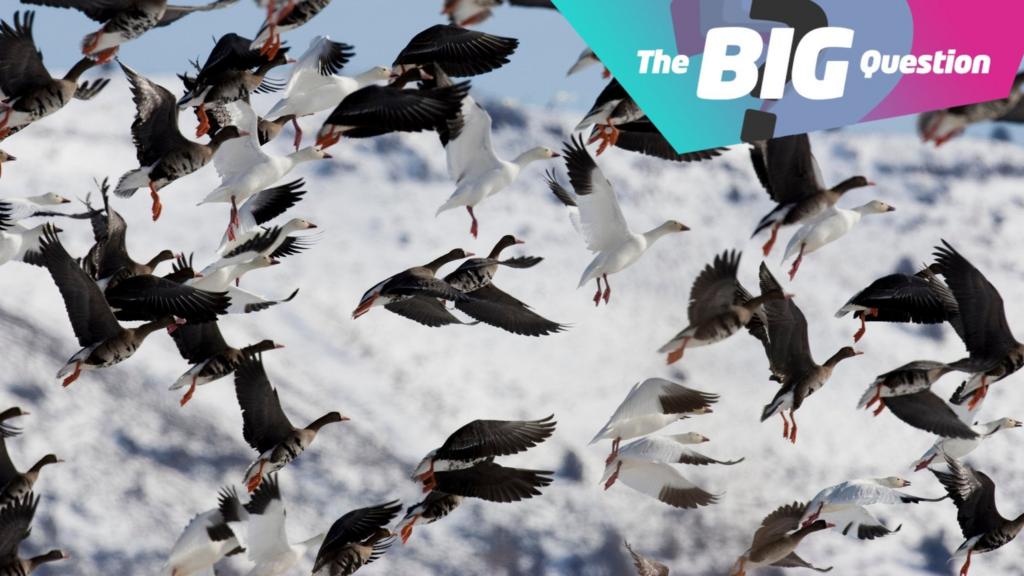 Big Question: Why do birds fly south for the winter? - BBC Newsround