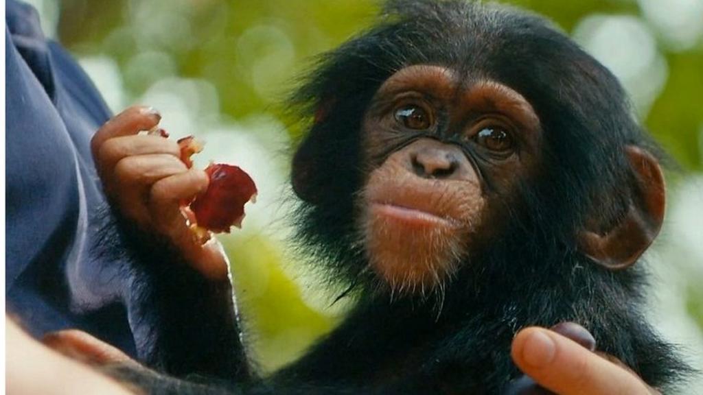 Baby Chimp Rescue: What is the show all about? - BBC Newsround