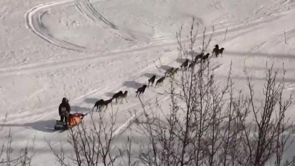 Alaska's Iditarod sled dog race reaches halfway stage - BBC Newsround