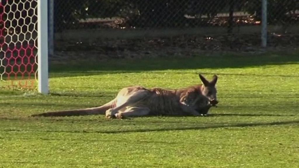 Kangaroo takes over a football match - BBC Newsround