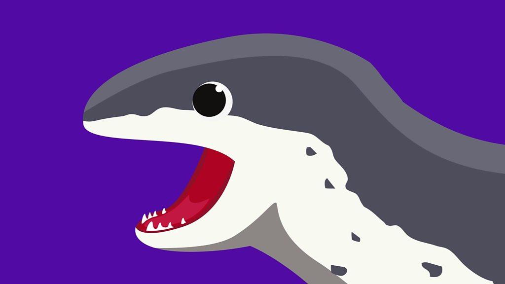 What unlikely object has been found in some seal poo? - BBC Newsround