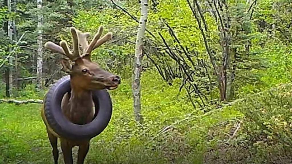 A deer with a tyre around its neck has been freed! - BBC Newsround