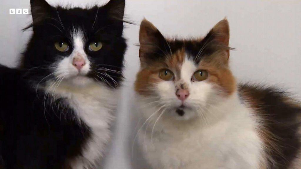 Cobhair air cait Bharraigh - Naidheachdan a' BhBC