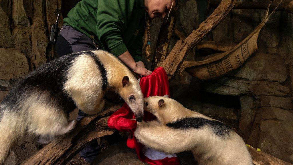 In pictures: Christmas at Cotswold Wildlife Park - BBC News