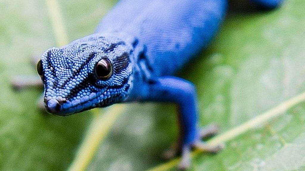 Bristol Zoo gives home to illegally imported rare geckos - BBC News