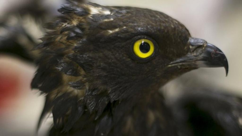 Buzzards dive-bombing runners - BBC Newsround
