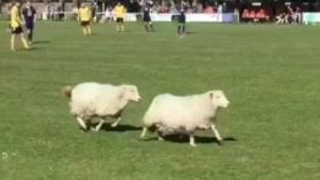 Sheep invade Llanberis v Llandudno Junction football match - BBC Sport