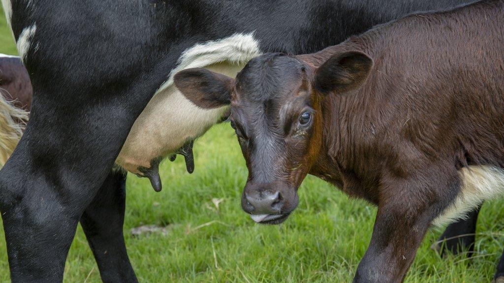 Missing Gloucester calf Sinky stuck in hole for nine days - BBC News