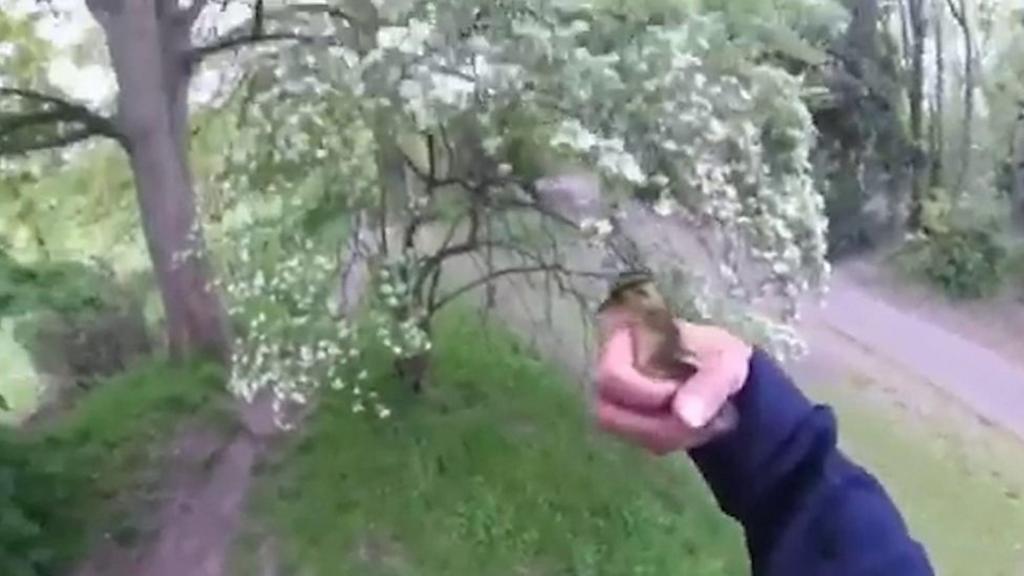 Daring duck rescue reunites mum with ducklings - BBC Newsround