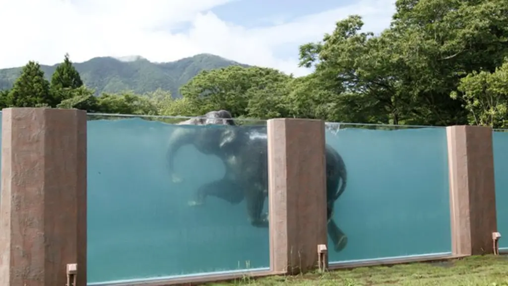 Elephant Swimming Pool Elephant Swims In Pool At Thailand Zoo