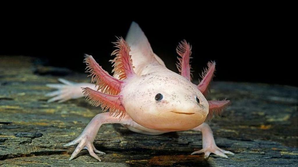 Endangered axolotls successfully released in the wild in Mexico - BBC ...