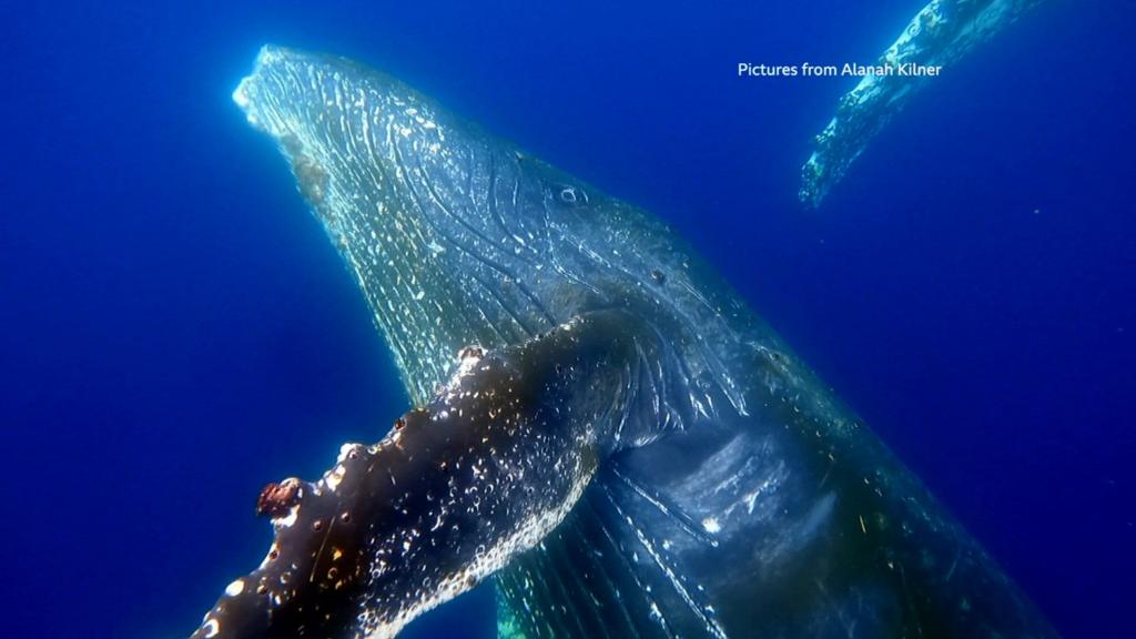 How climate change is affecting whales and their habitat - BBC Newsround