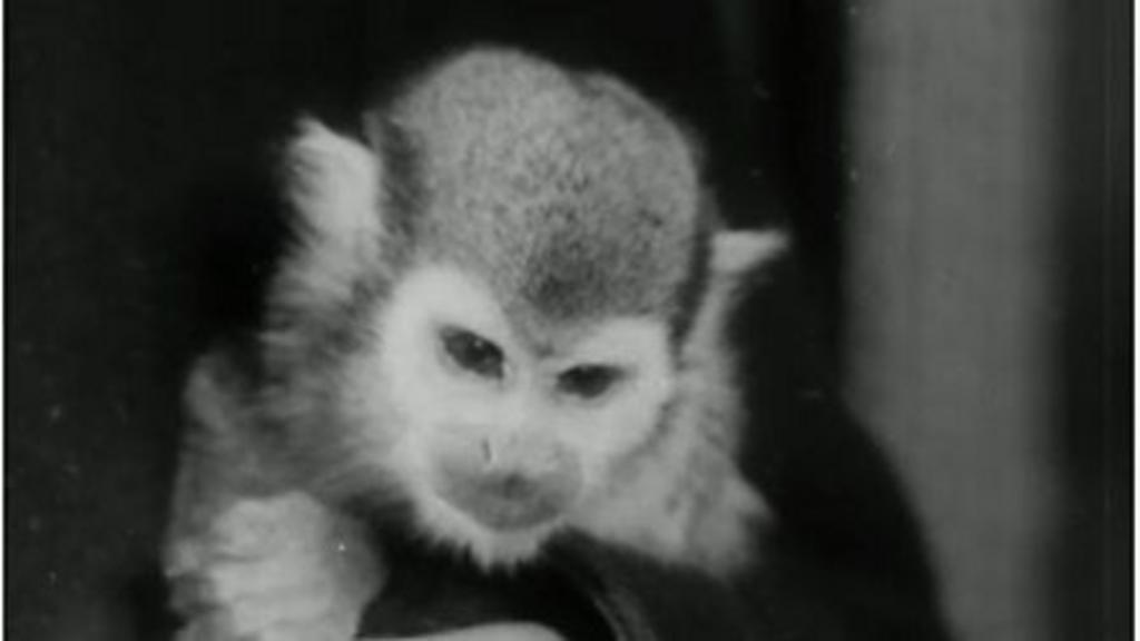 BBC Archive 1959: Monkeys survive space flight - BBC