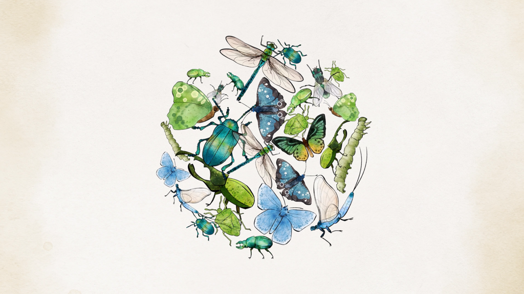 Why insects are crucial to life on Earth - BBC