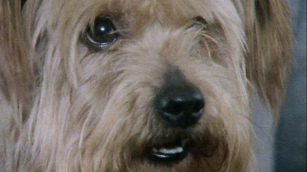 BBC Archive 1973: Prince the talking dog on That's Life - BBC