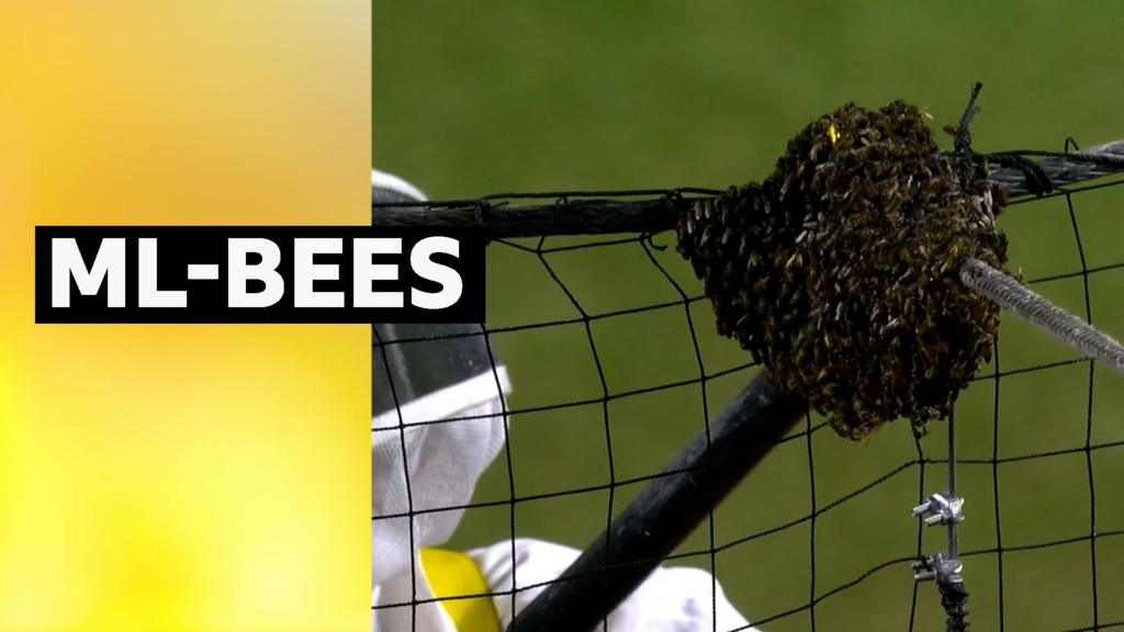 MLB: Dodgers v Diamondbacks delayed due to swarm of bees - BBC Sport