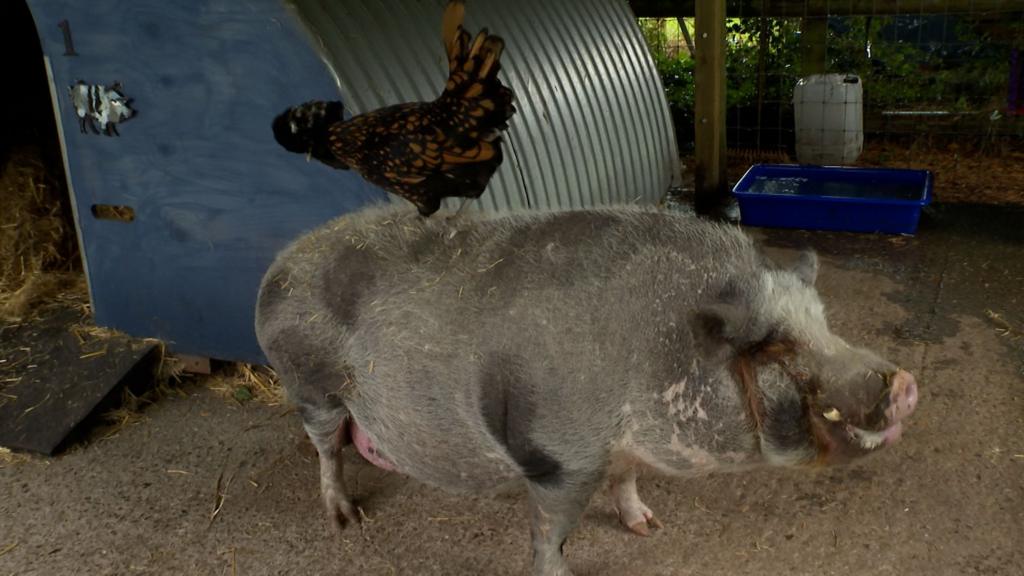 The pig and the hen making friendship look easy - BBC Newsround